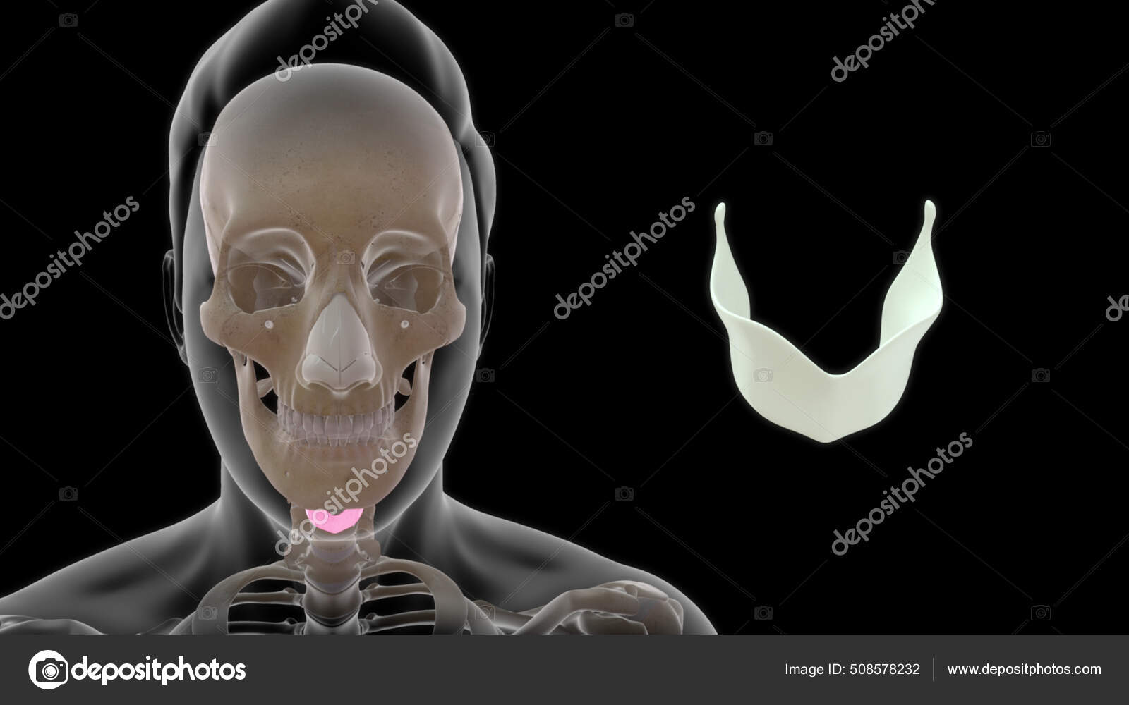 Thyroid Cartilage Hyaline Cartilage Structure Sits Front Larynx Thyroid ...