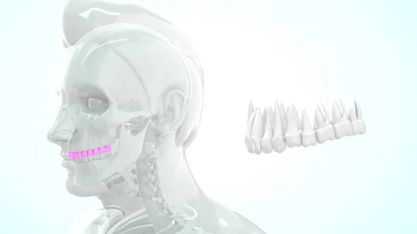 Human Thyroid Cartilage Anatomy Illustration Stock Photo by ...