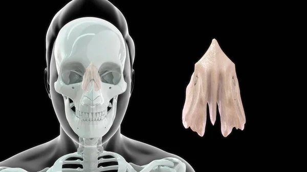 The bone model Stock Photos, Royalty Free The bone model Images ...