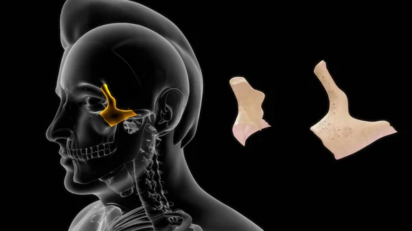Human Bone Anatomy Illustration — Stock Photo © sciencepics #508543026