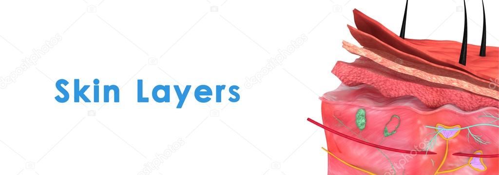 Layers of the skin Stock Photos, Royalty Free Layers of the skin Images ...