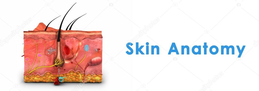 Inner Layer Of Skin