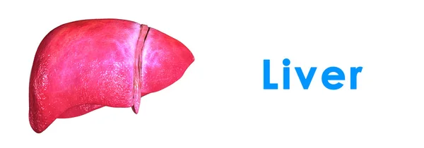 Liver color Stock Photos, Royalty Free Liver color Images | Depositphotos