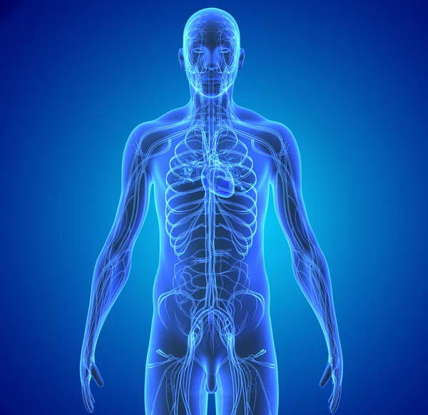 Diagrama corporal Stock Photos, Royalty Free Diagrama corporal Images ...