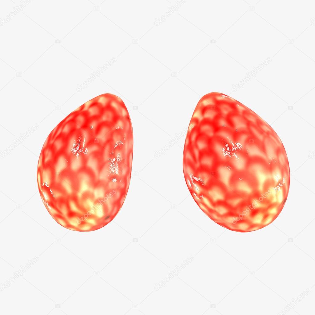 Frog Kidneys Stock Photo by ©sciencepics 54367573