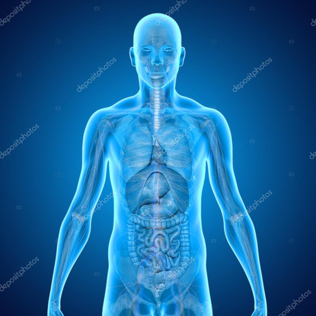 Organs Stock Photo by ©sciencepics 54367975