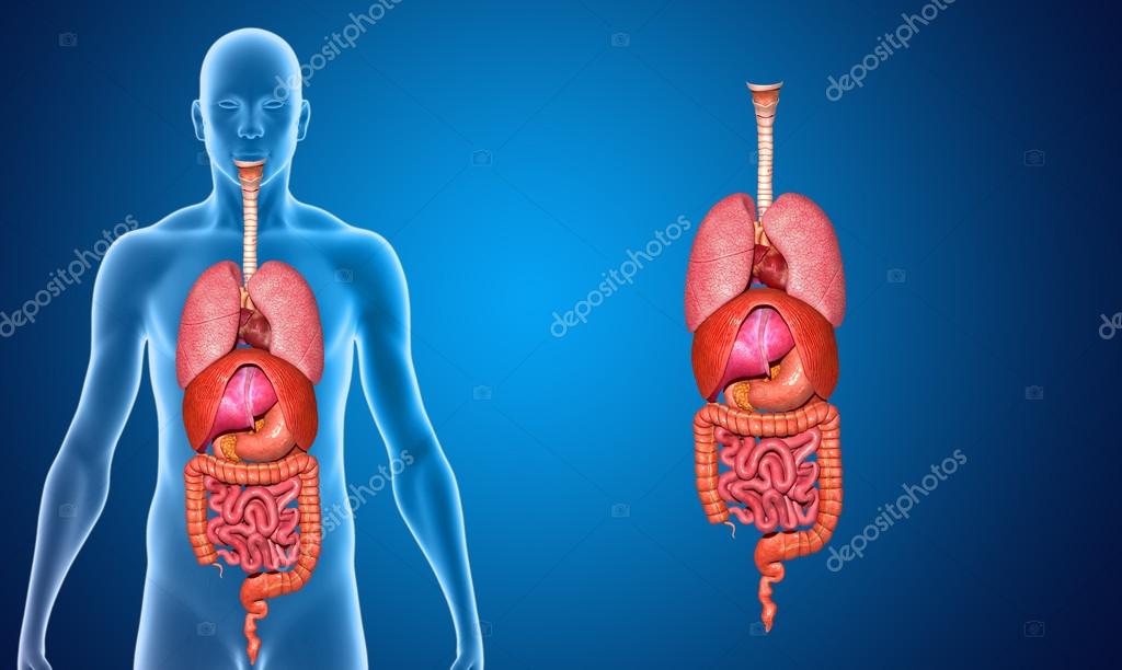Órganos: fotografía de stock © sciencepics #54368609 | Depositphotos