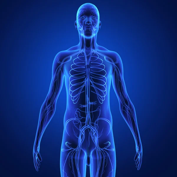 Circulatory System — Stock Photo © sciencepics #56525125