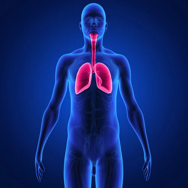 Stockfoto's van Menselijk lichaam longen, rechtenvrije afbeeldingen van ...