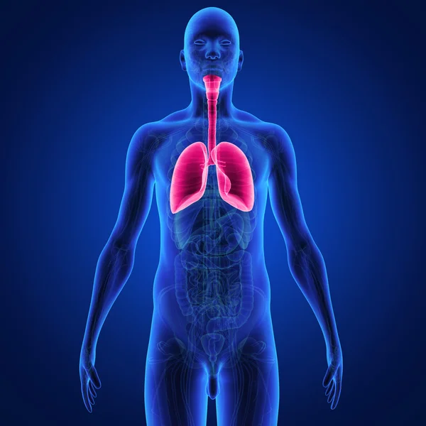 Colorful Medical Illustration Human Body Lungs — Stock Photo ...
