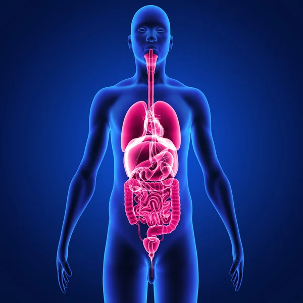 Human Organs — Stock Photo © sciencepics #67810923