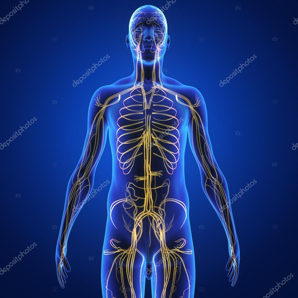 Circulatory System — Stock Photo © sciencepics #56525125