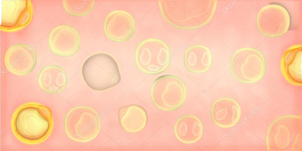 Adipose tissue — Stock Photo © sciencepics #56525457