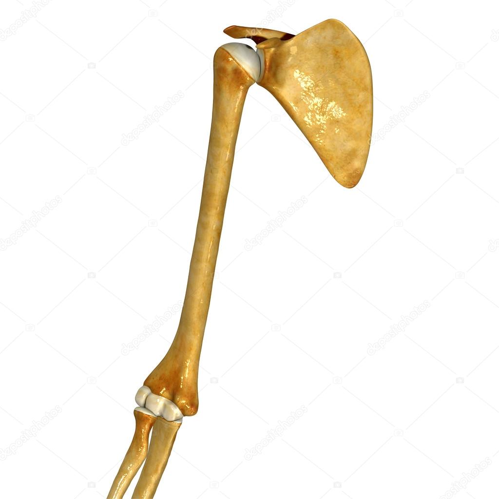 Scapula — Stock Photo © sciencepics #57980043
