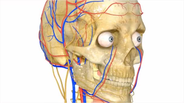 Skull with circulatory system Stock Photo by ©sciencepics 66747007