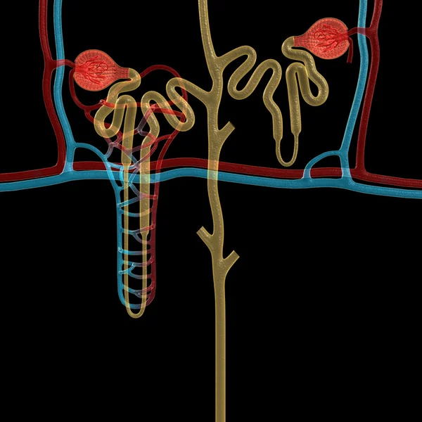 Nephron anatomy Stock Photos, Royalty Free Nephron anatomy Images ...