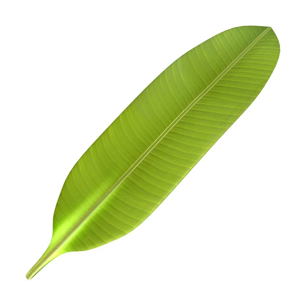 Banana Leaf — Stock Photo © sciencepics #59466627
