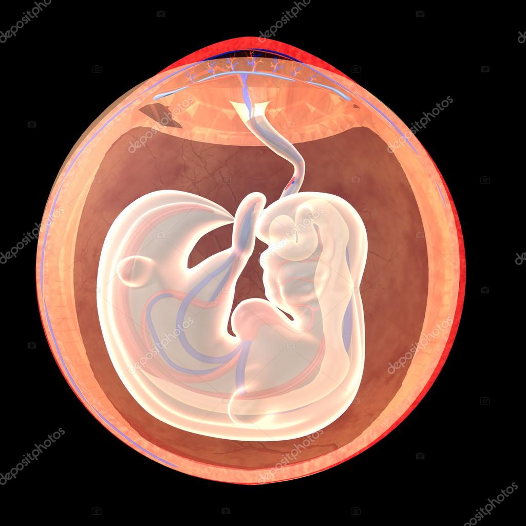 Formación del bebé: fotografía de stock © sciencepics #59463259 ...