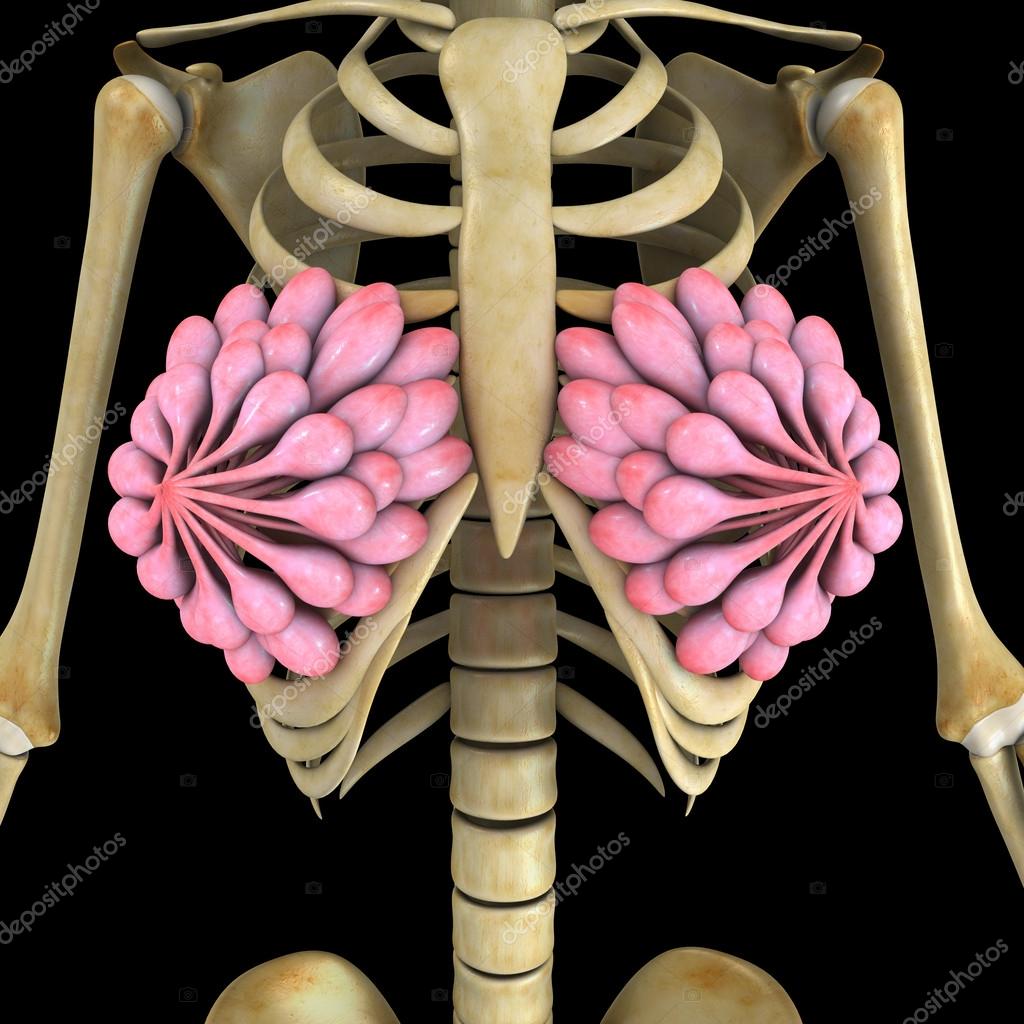 Glands Stock Photo by ©sciencepics 59463275