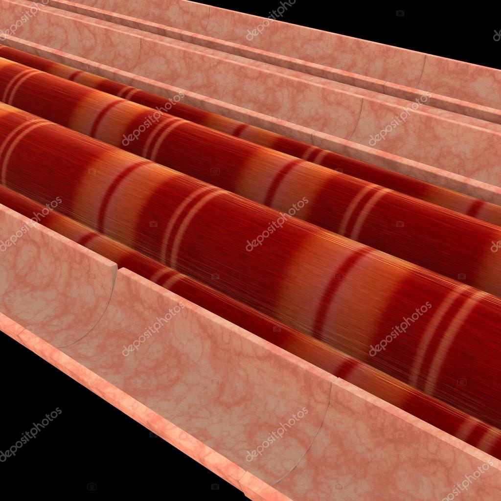 Muscle cells Stock Photo by ©sciencepics 59463313