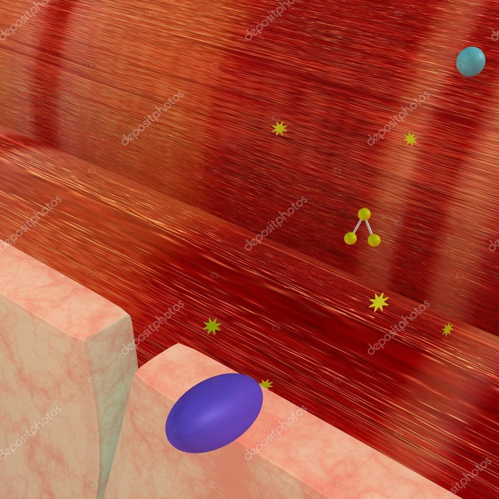 Las células musculares: fotografía de stock © sciencepics #59463327 ...