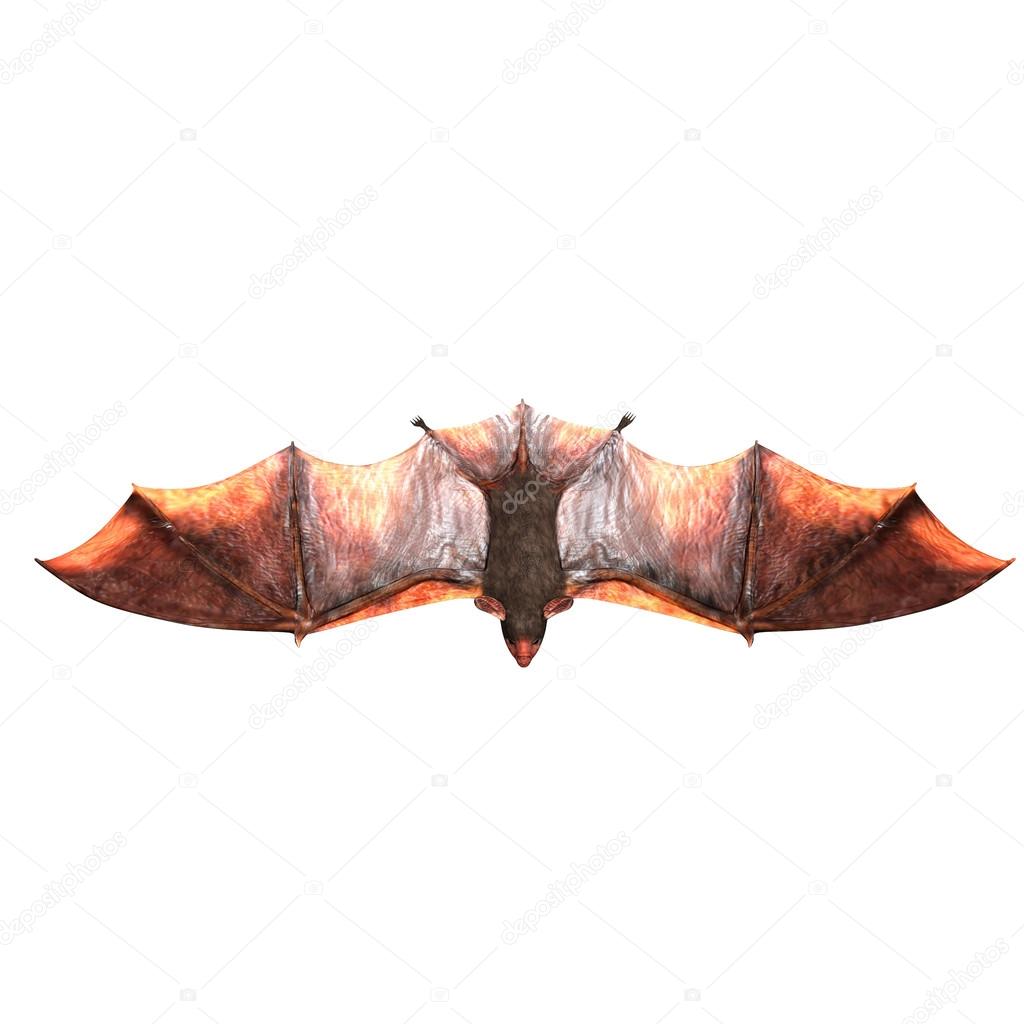 Bat. — Stock Photo © sciencepics #59465949