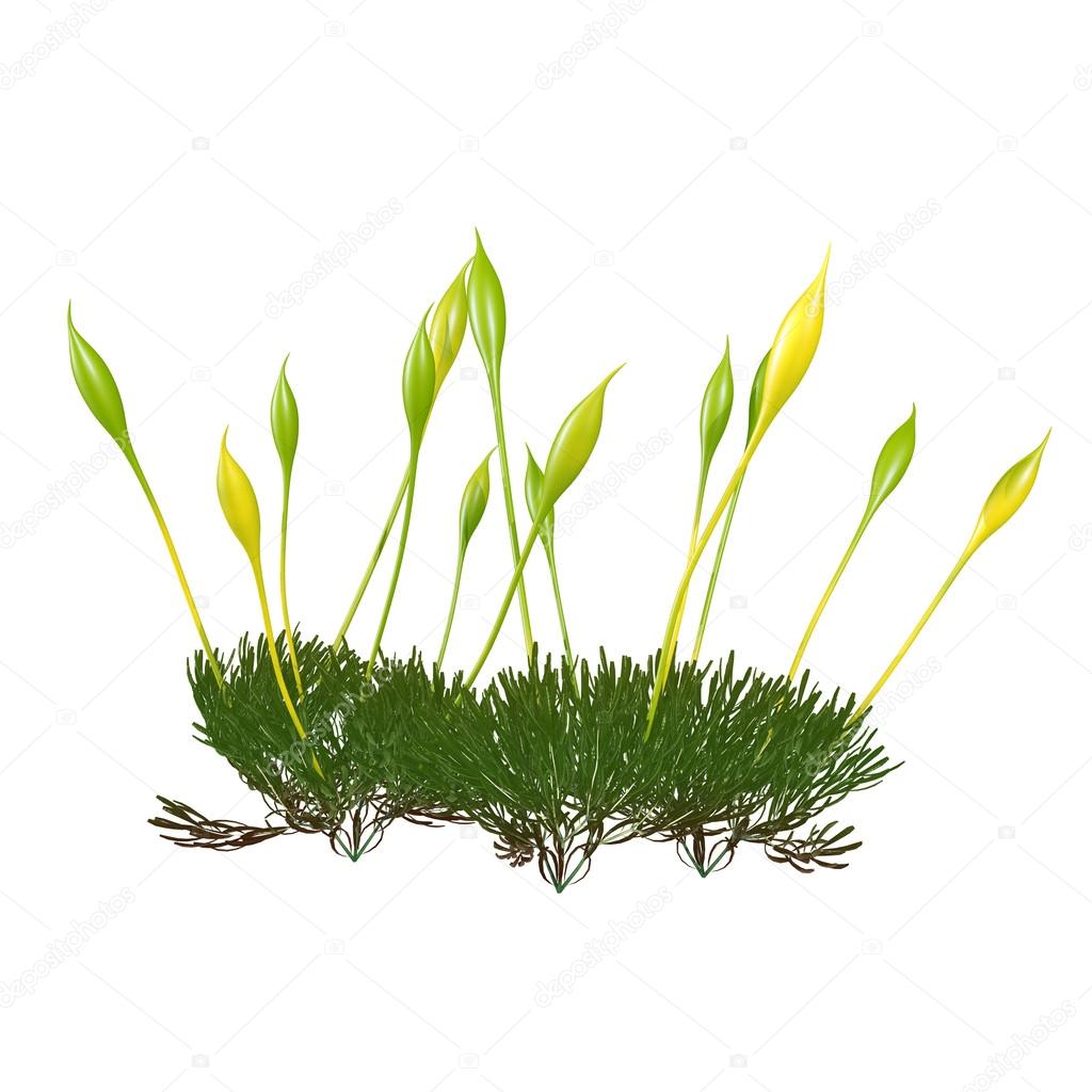 Protonema moss Stock Photo by ©sciencepics 59466305