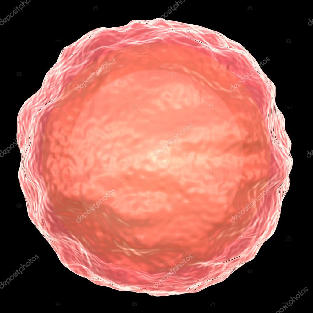 Bacterial spore — Stock Photo © sciencepics #59466619