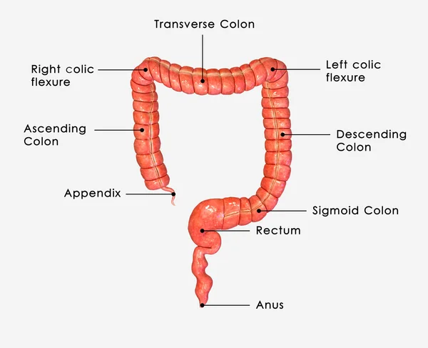 Intersection of large intestine Stock Photo by ©sciencepics 63101035