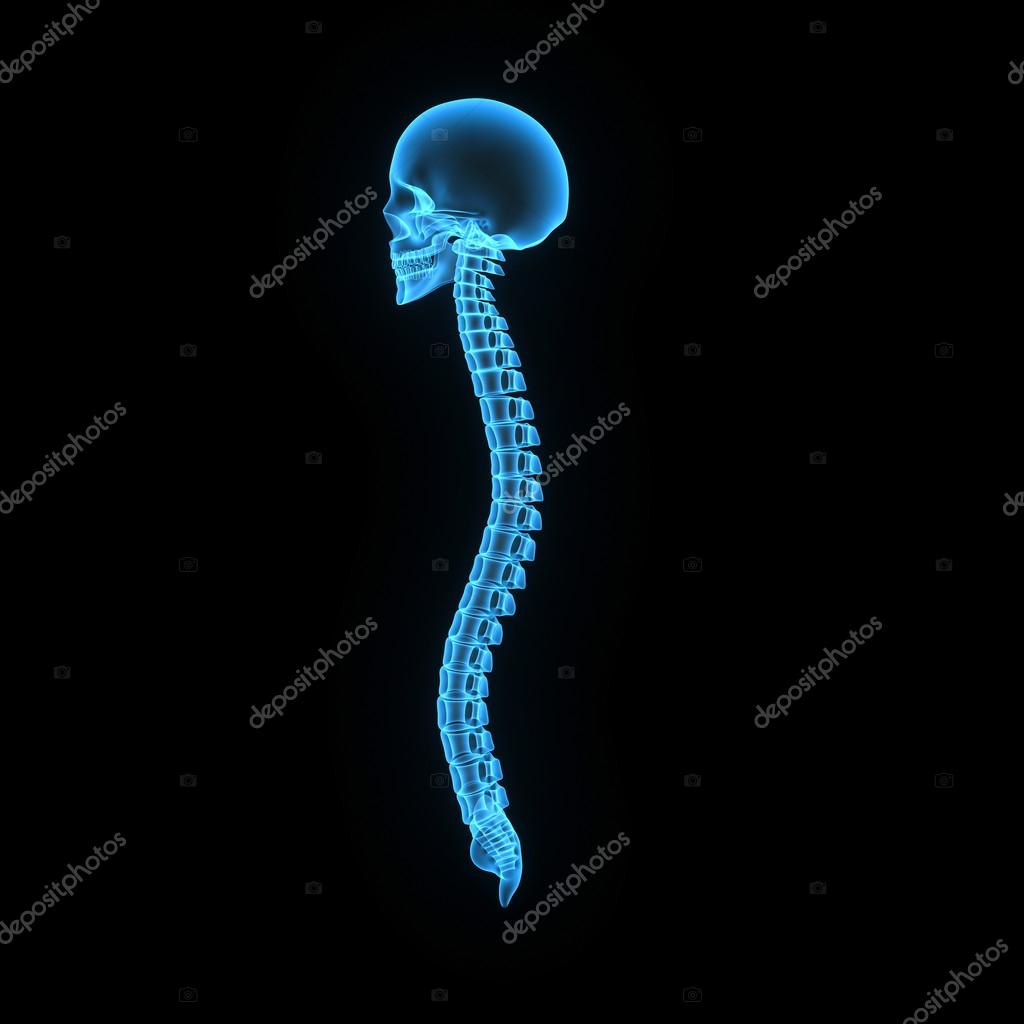 Skull with back bone — Stock Photo © sciencepics #63058169