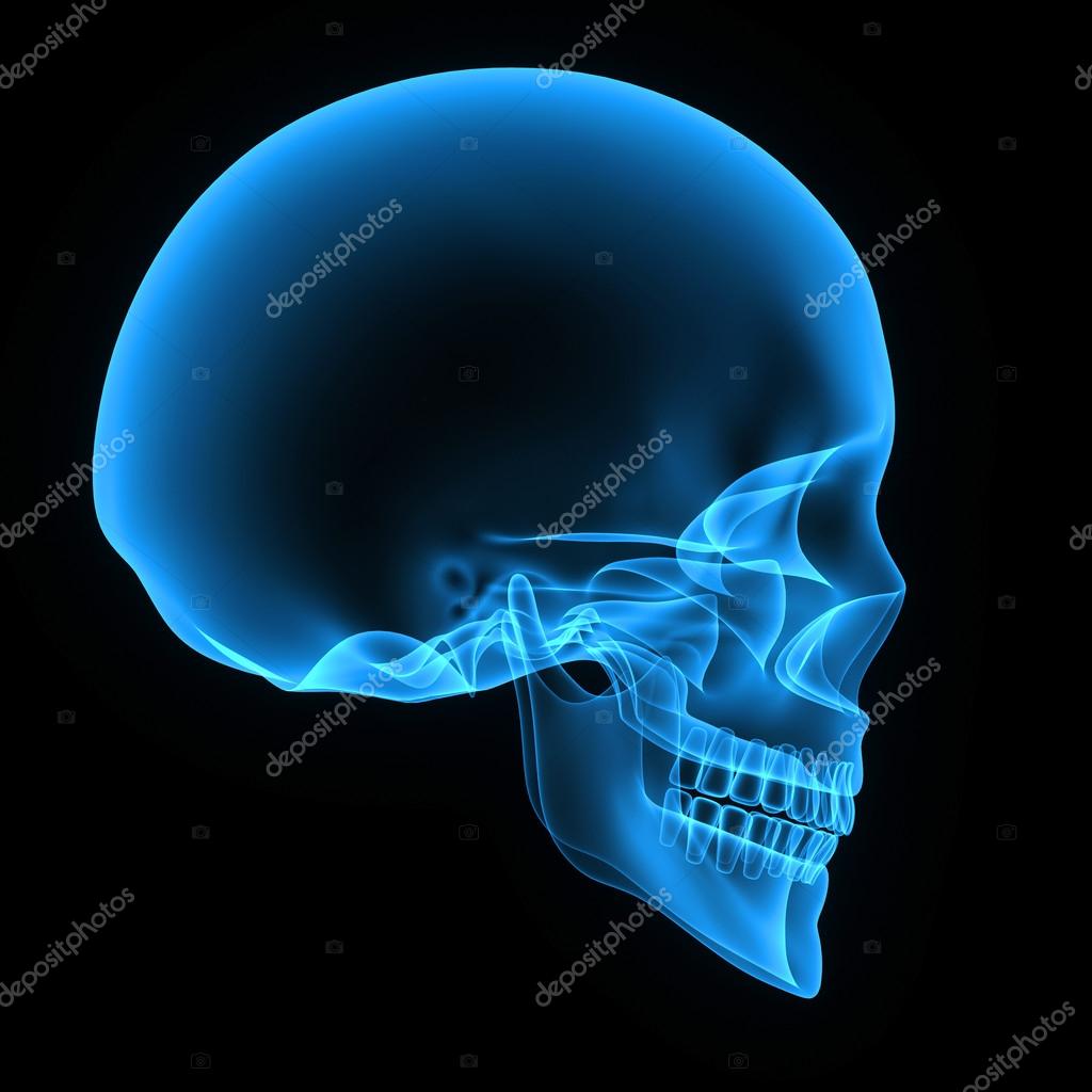 Skull — Stock Photo © sciencepics #63058523