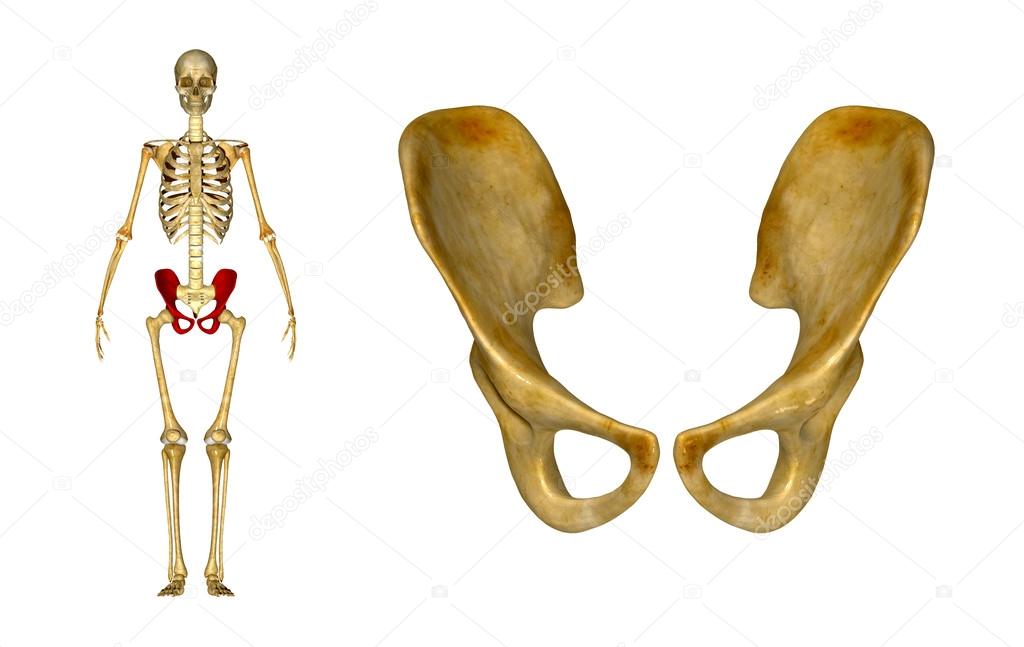 Cadera pélvica — Foto de stock © sciencepics #63059983