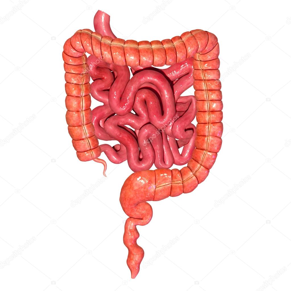 Small and large intestine Stock Illustration by ©sciencepics #63060317