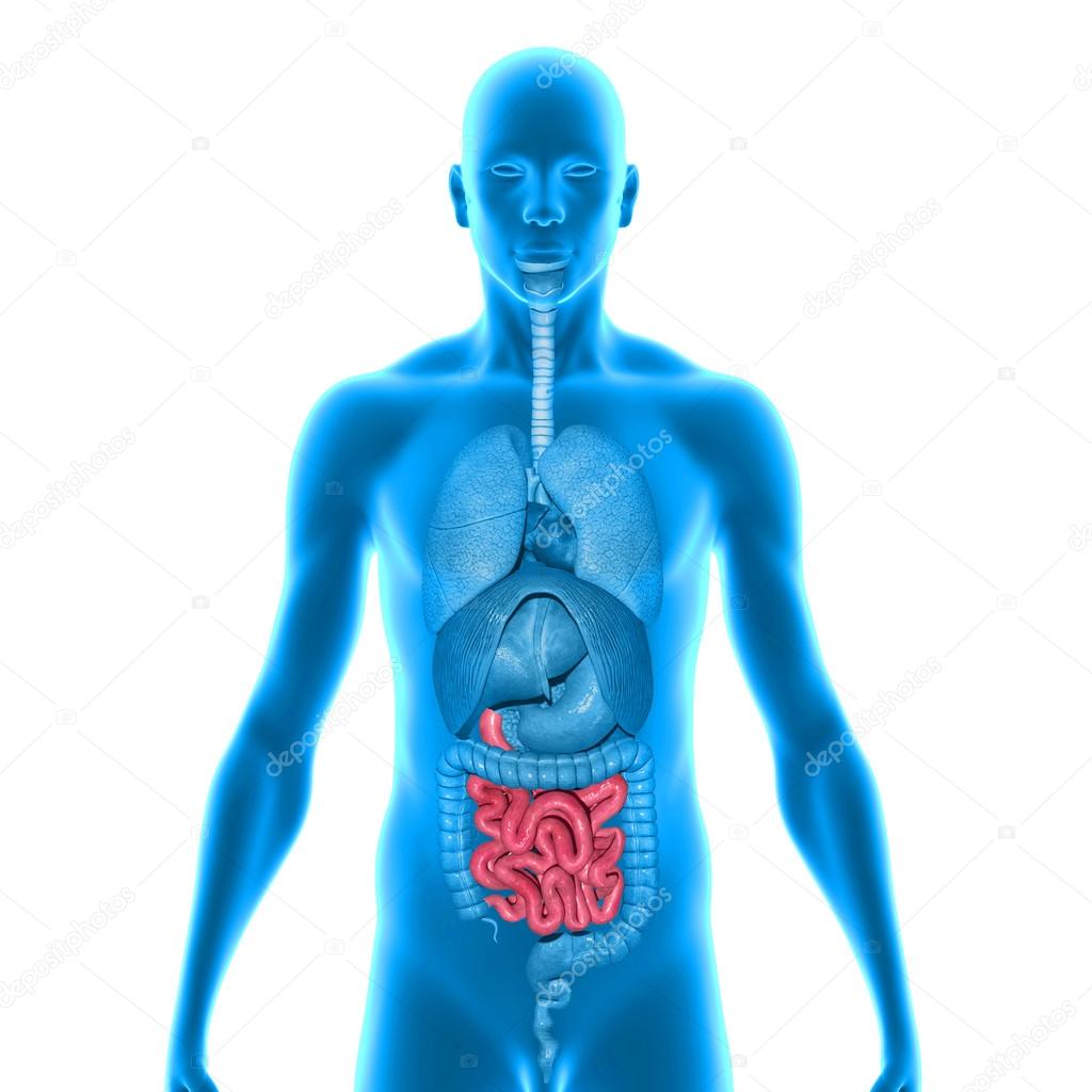 Small intestine — Stock Photo © sciencepics #63064397