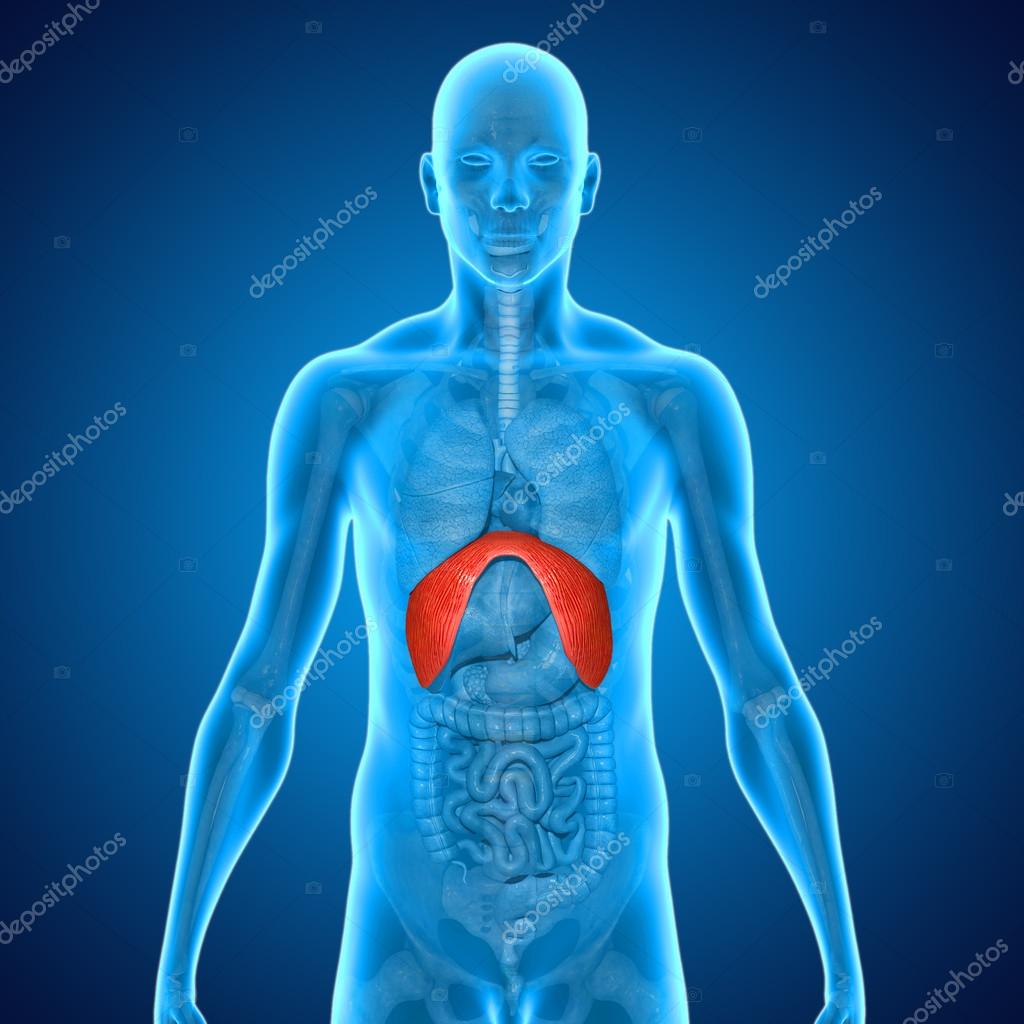 Diaphragms — Stock Photo © sciencepics #63064399