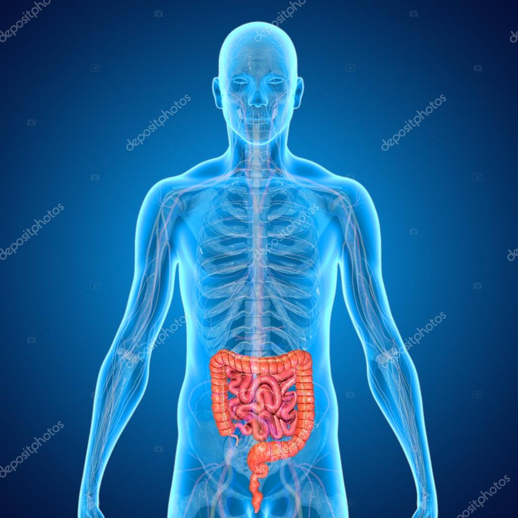 Intestino delgado y grueso: fotografía de stock © sciencepics #63067867 ...