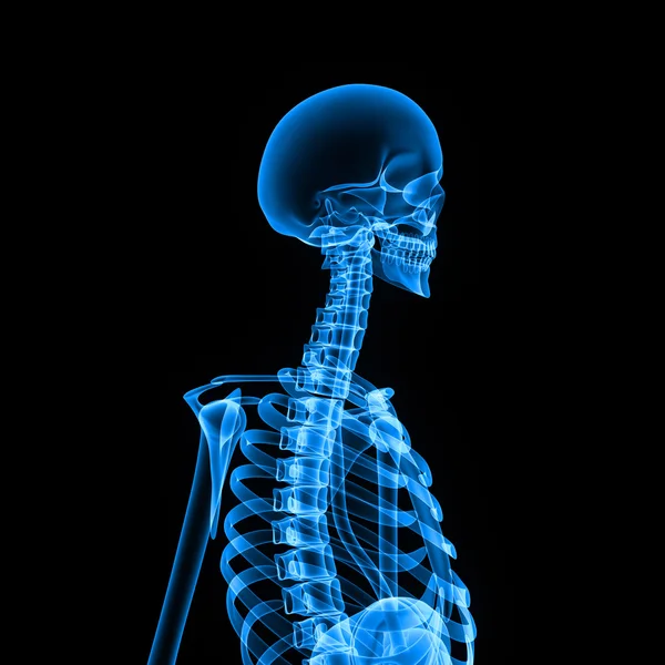 Skeleton Stock Photo by ©sciencepics 63100219