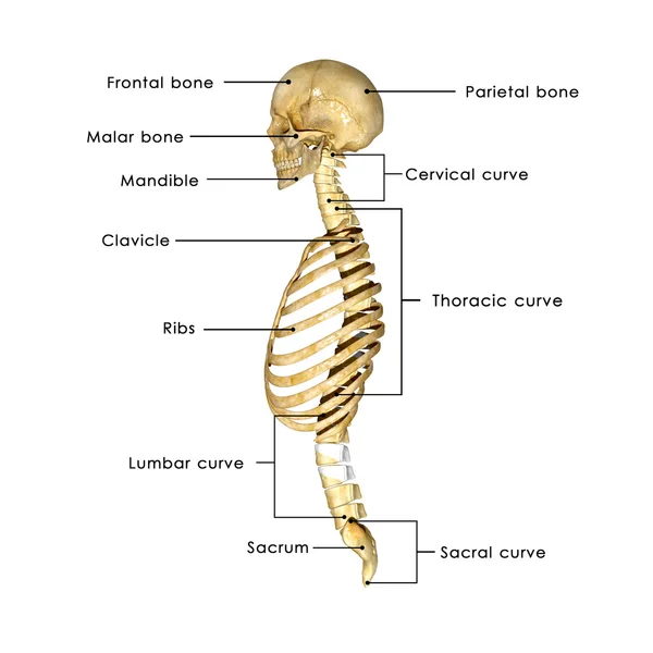 Axial Skeleton