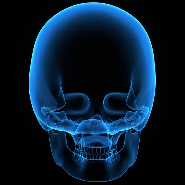 Skull — Stock Photo © sciencepics #63058523