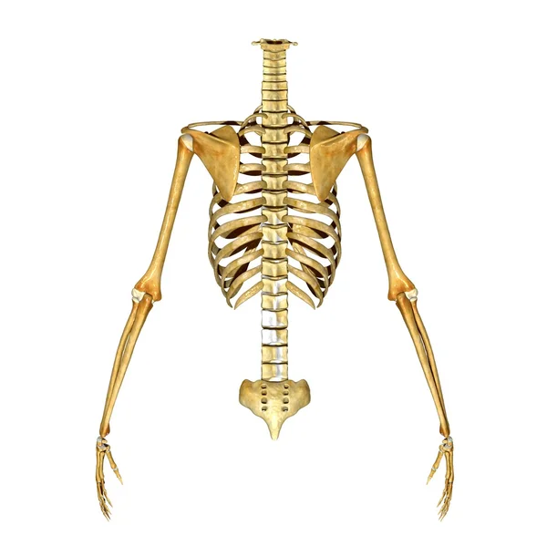 Human rib cage Stock Photos, Royalty Free Human rib cage Images ...