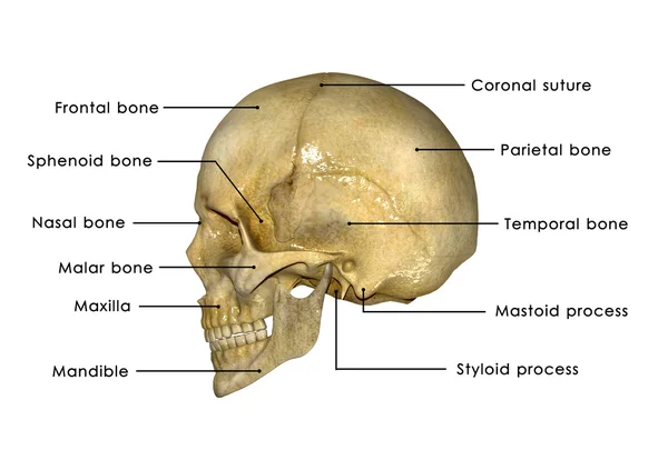 Cranial Stock Photos, Royalty Free Cranial Images | Depositphotos
