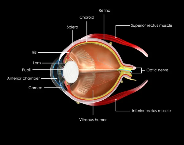 Fovea Eye Diagram