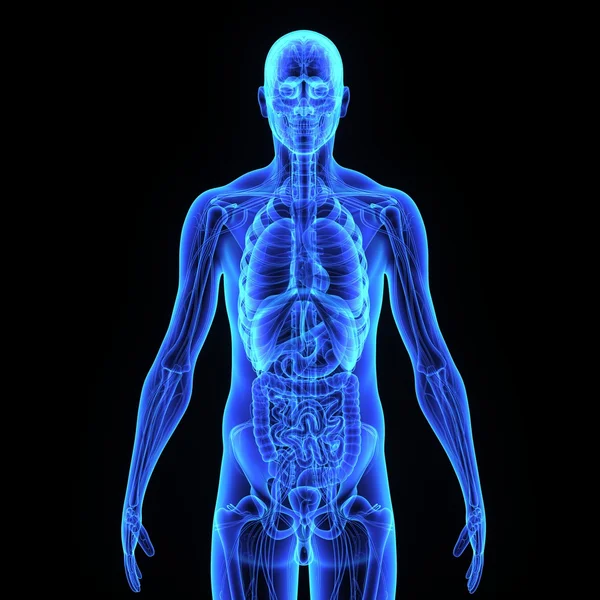 Human Body System Wallpaper