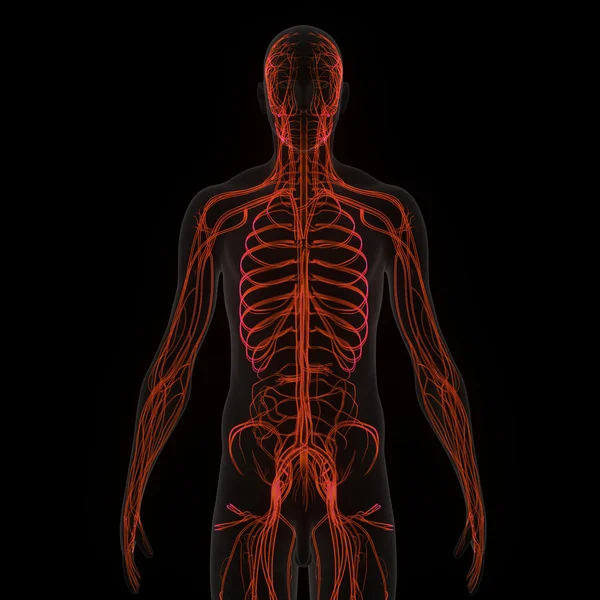 Blood circulatory system Stock Photos, Royalty Free Blood circulatory ...