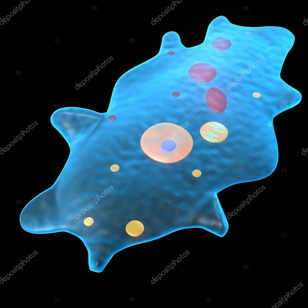 Amoeba — Stock Photo © sciencepics #63100169
