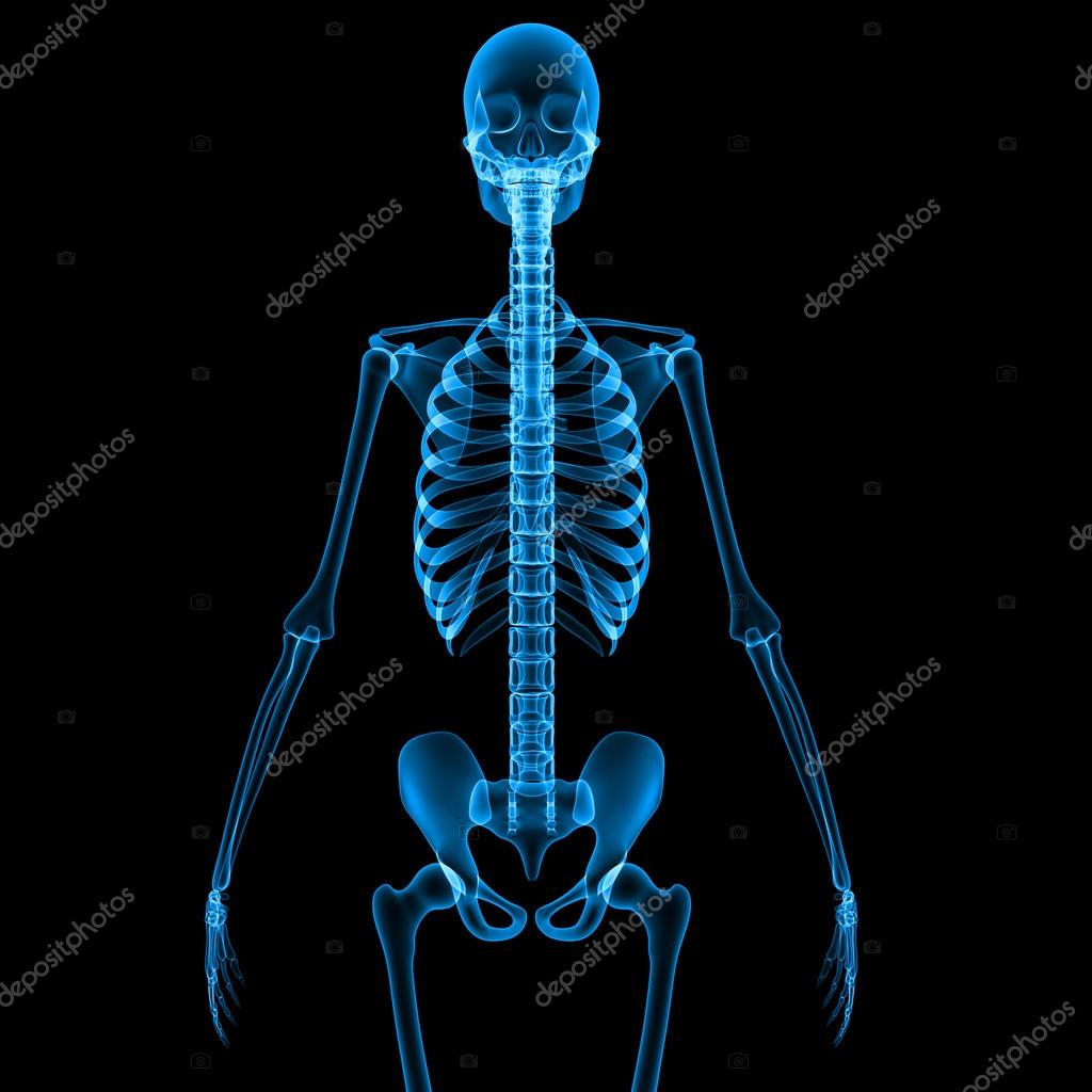 Skeleton Stock Photo by ©sciencepics 63100219