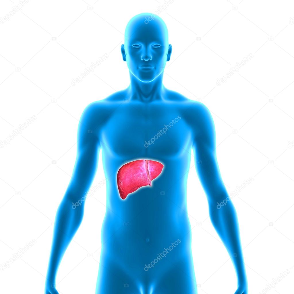 Liver — Stock Photo © sciencepics #63100257