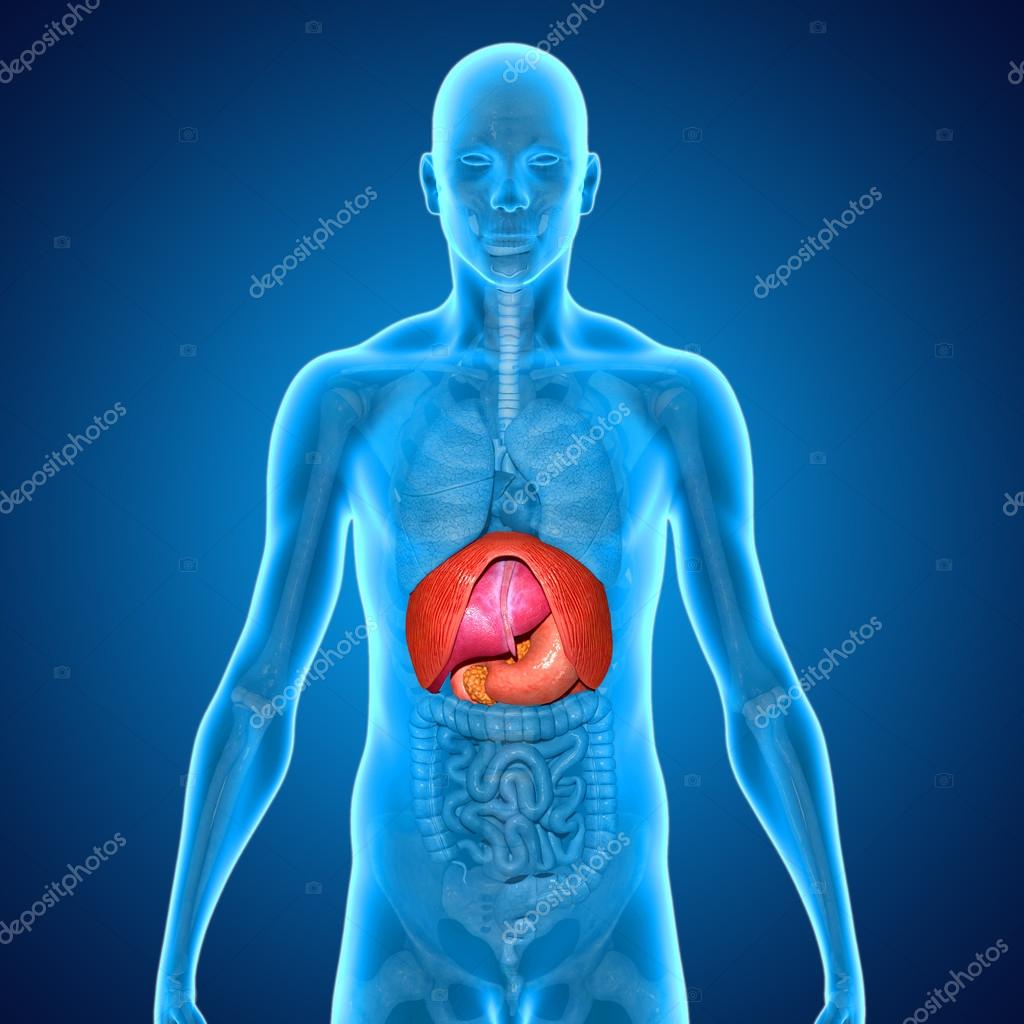 Digestive System Tissues
