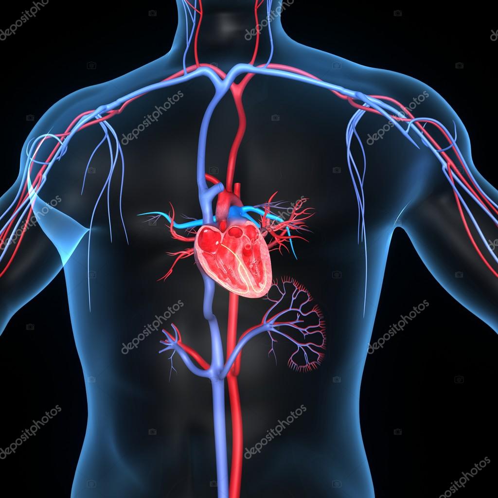 Heart intersection — Stock Photo © sciencepics #63100357