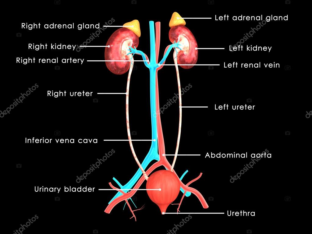 Kidneys — Stock Photo © sciencepics #63100433